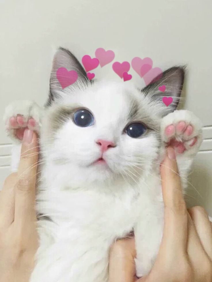 Cute Cat With Snapchat Filter- WallpaperUse