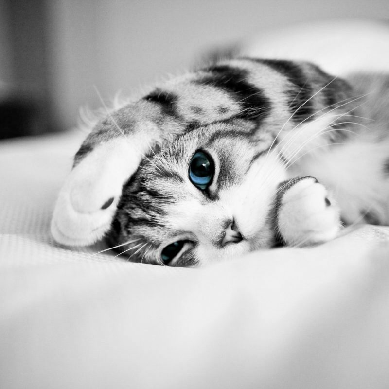 cat wallpaper full hd,cat,mammal,small to medium sized cats,whiskers ...