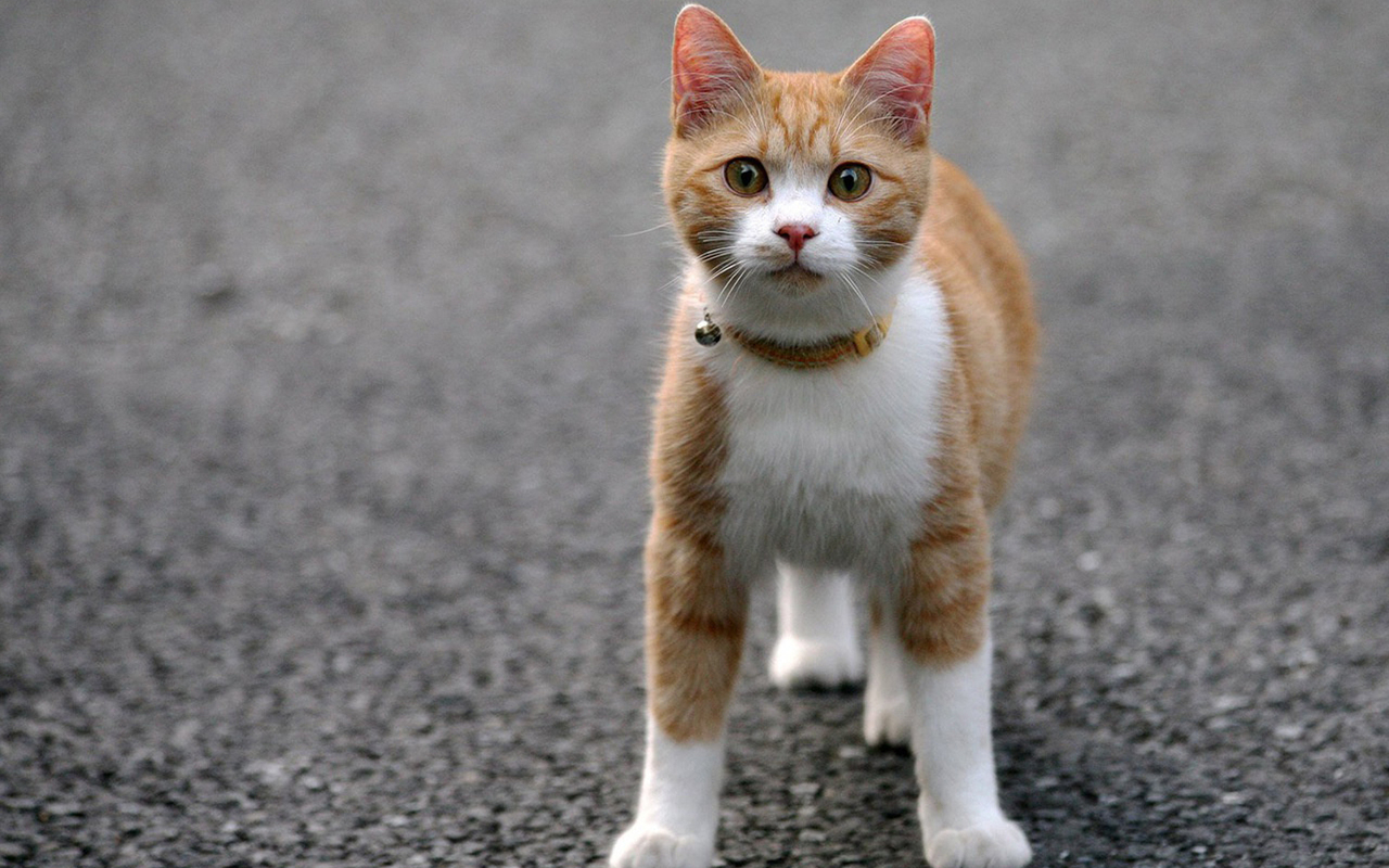 carta da parati gatto dolce,gatto,gatti di piccola e media taglia,barba ...