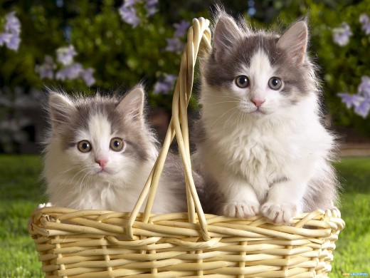 Beautiful Wallpapers Of Cute Cats- WallpaperUse