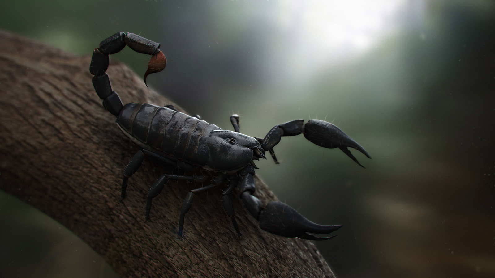 3d scorpion wallpaper,scorpion,invertebrate,claw,arthropod,terrestrial ...