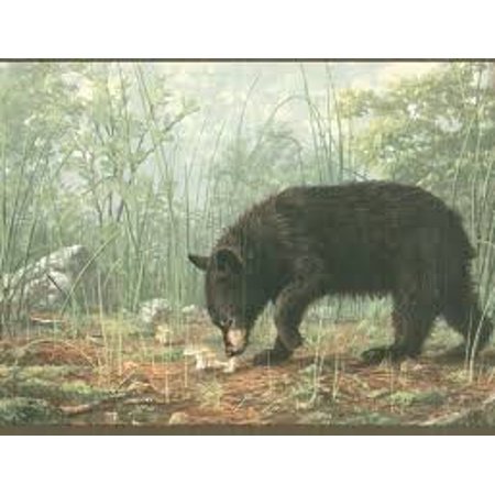 878481 Black Bear Wallpaper Border Hb112102b- WallpaperUse