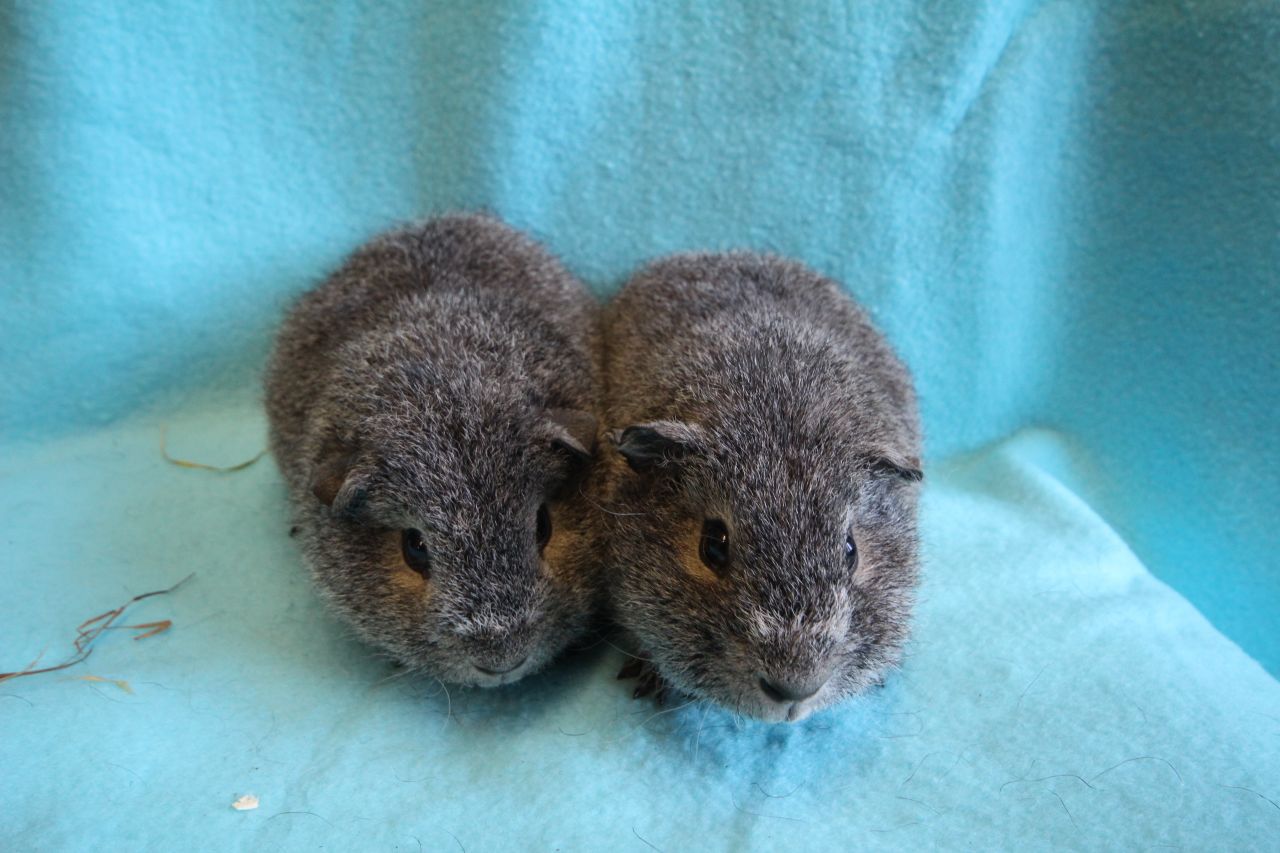 punjabi tractor wallpaper,roedor,conejillo de indias,jerbo,ratón ...