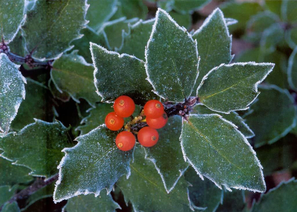 papel tapiz de acebo,planta,flor,acebo,planta floreciendo,hoja (#313577 ...