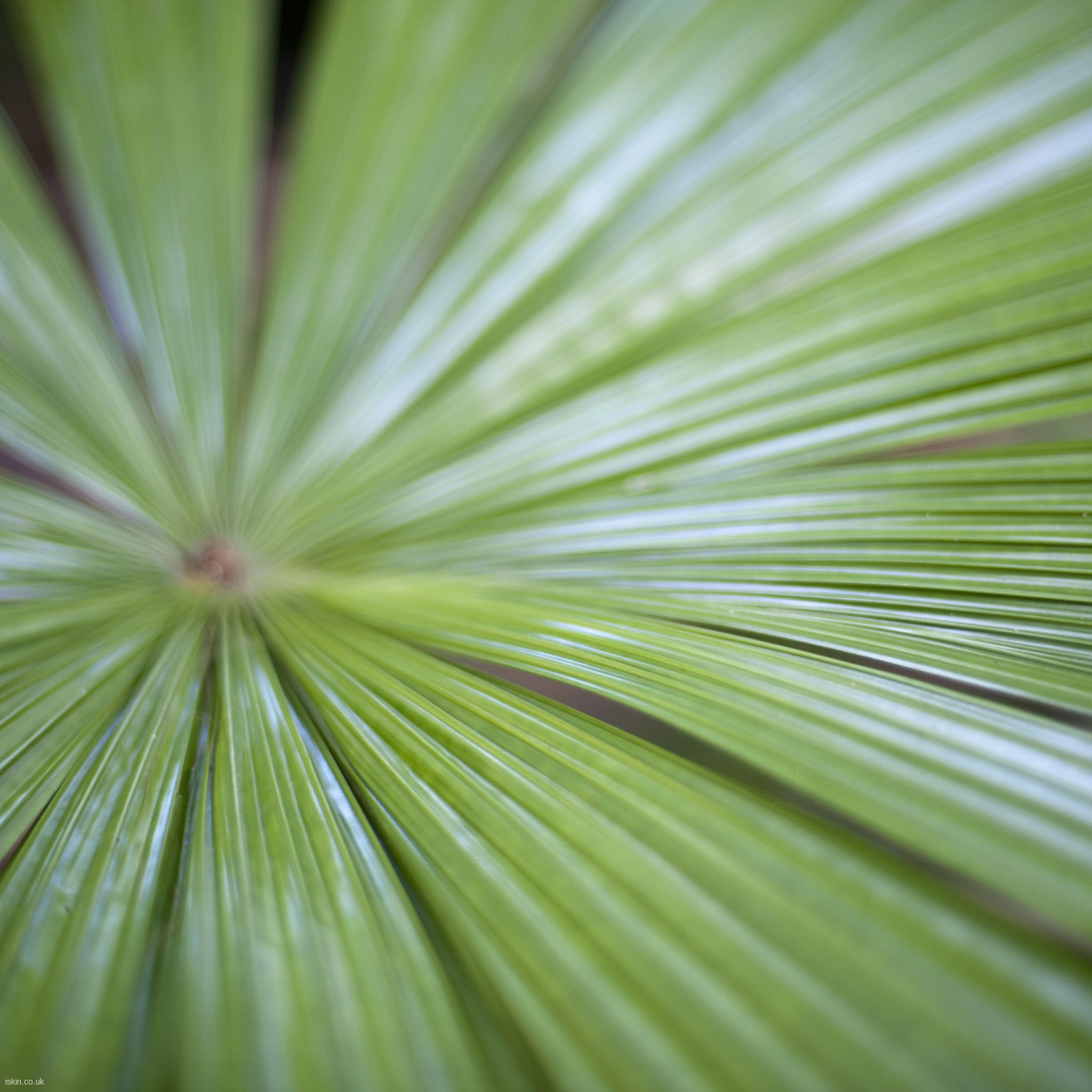 palm frond wallpaper,green,leaf,plant,close up,botany (#315759 ...