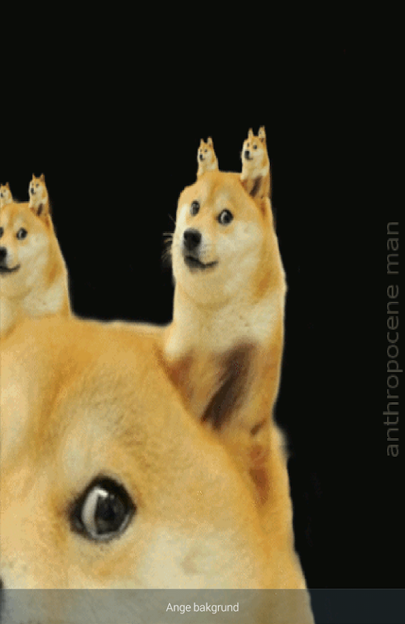 Doge Live Wallpaper - Infoupdate.org