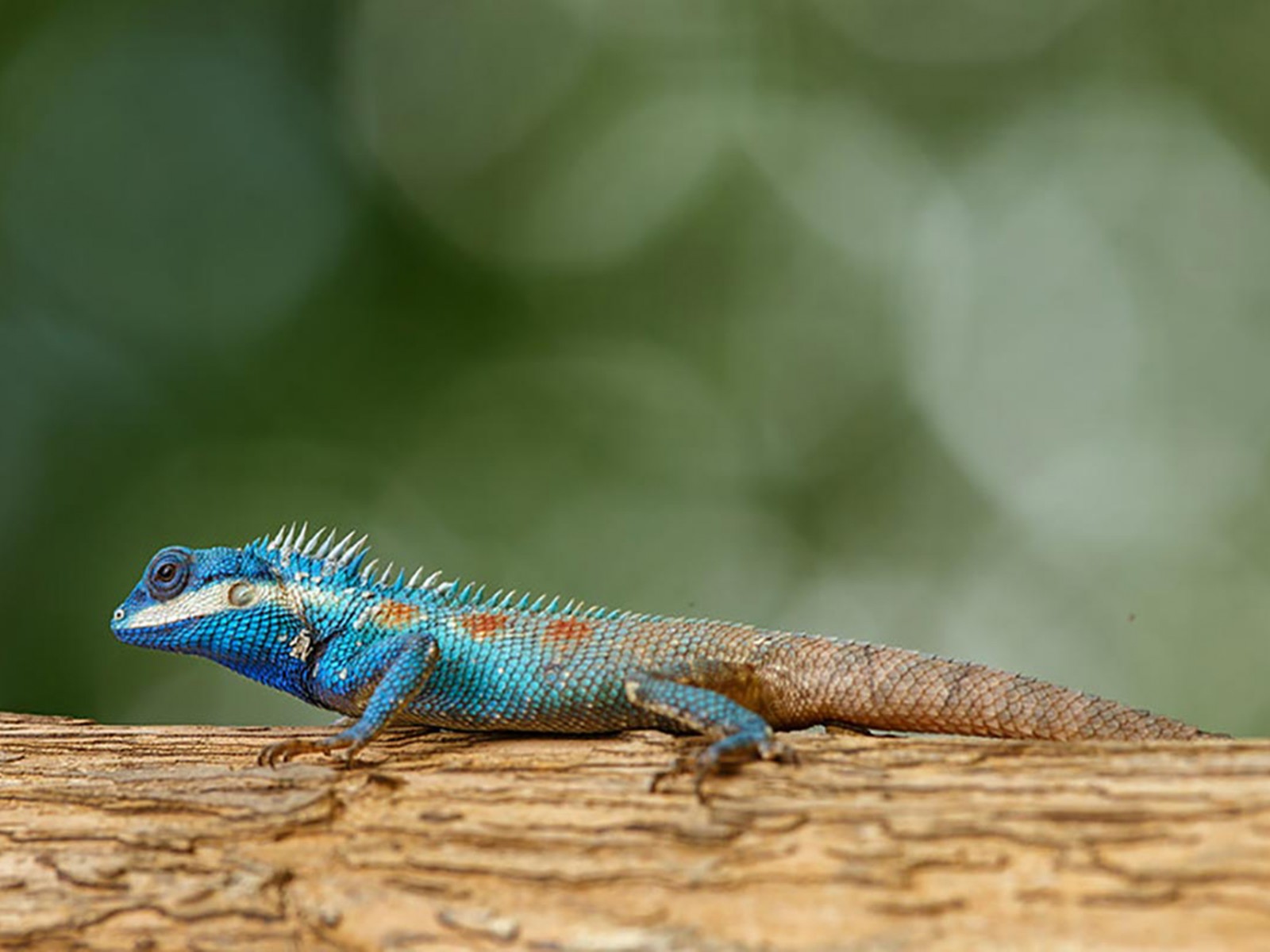 lizard live wallpaper,reptile,vertebrate,lizard,scaled reptile,iguania ...