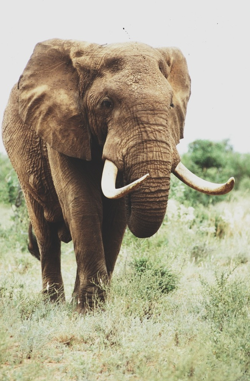 Photography Beautiful Elephants- WallpaperUse