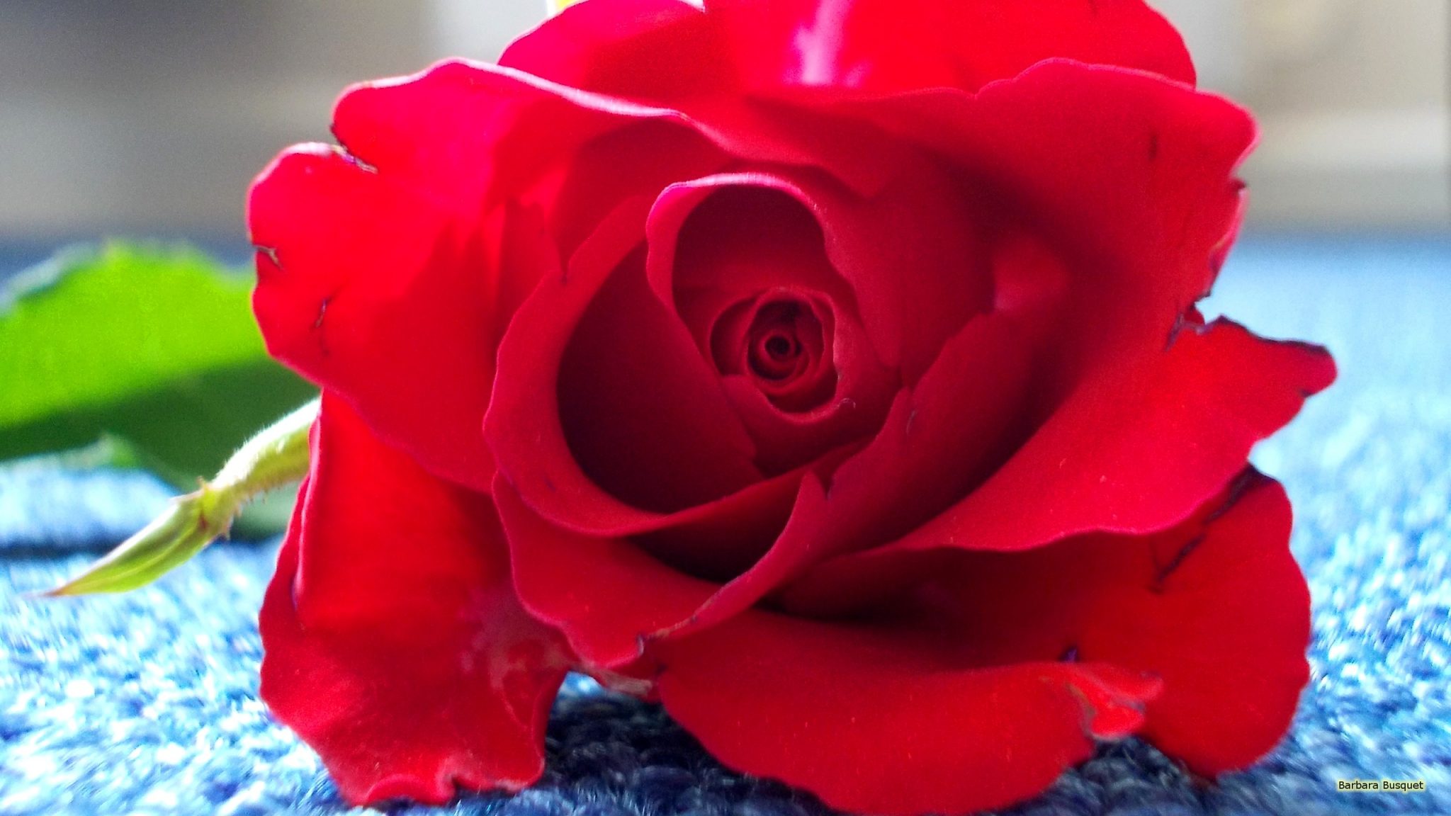 Hd Wallpaper Red Rose - Rouse Hd- WallpaperUse