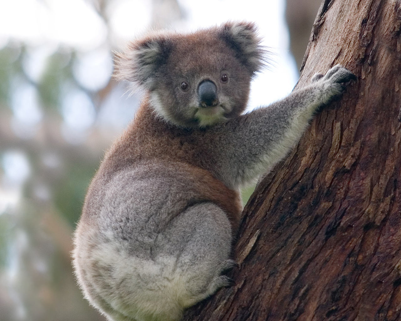 koala bear wallpaper,koala,mammal,vertebrate,terrestrial animal ...