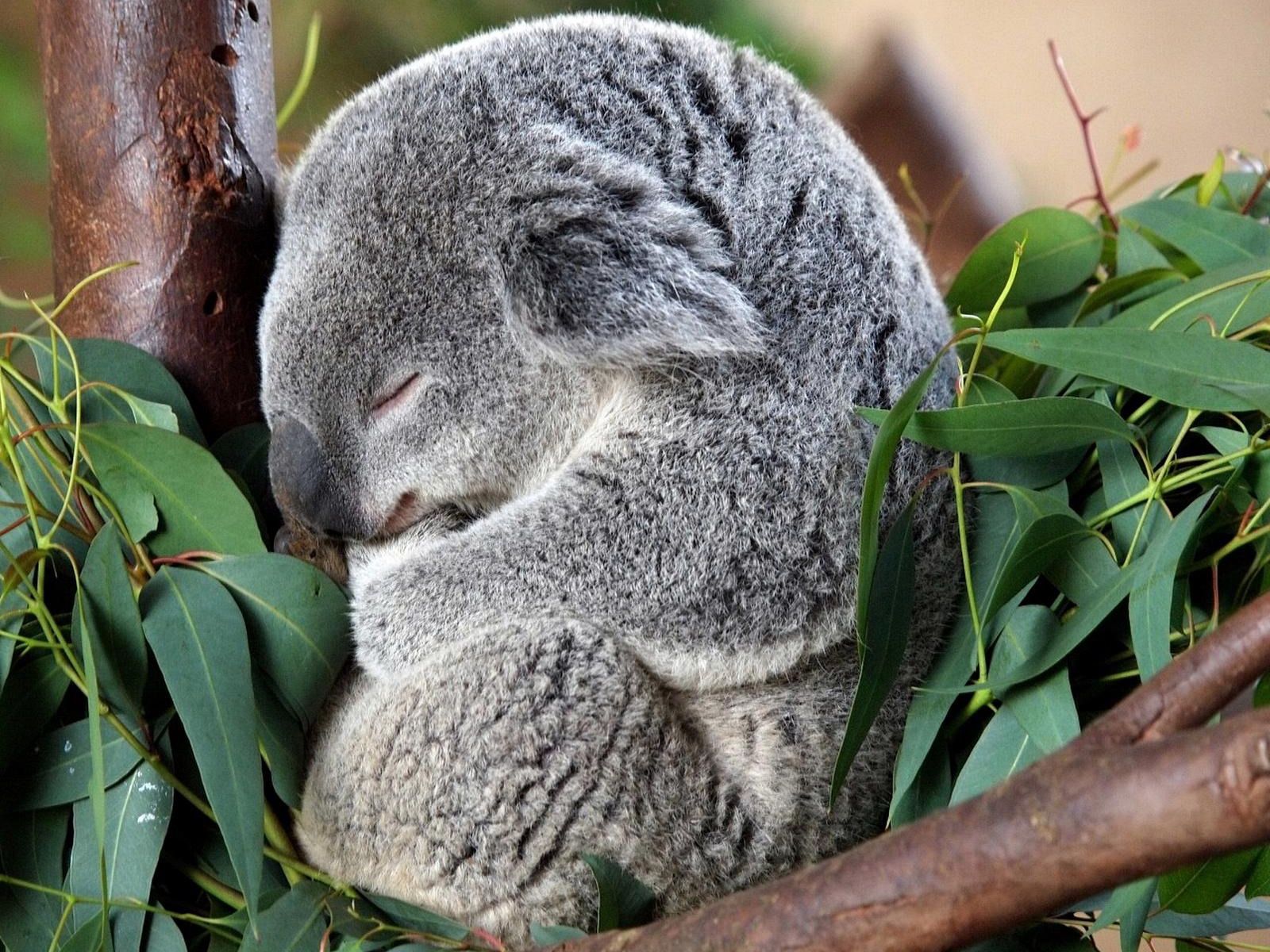 cute koala wallpaper,mammal,koala,vertebrate,terrestrial animal ...