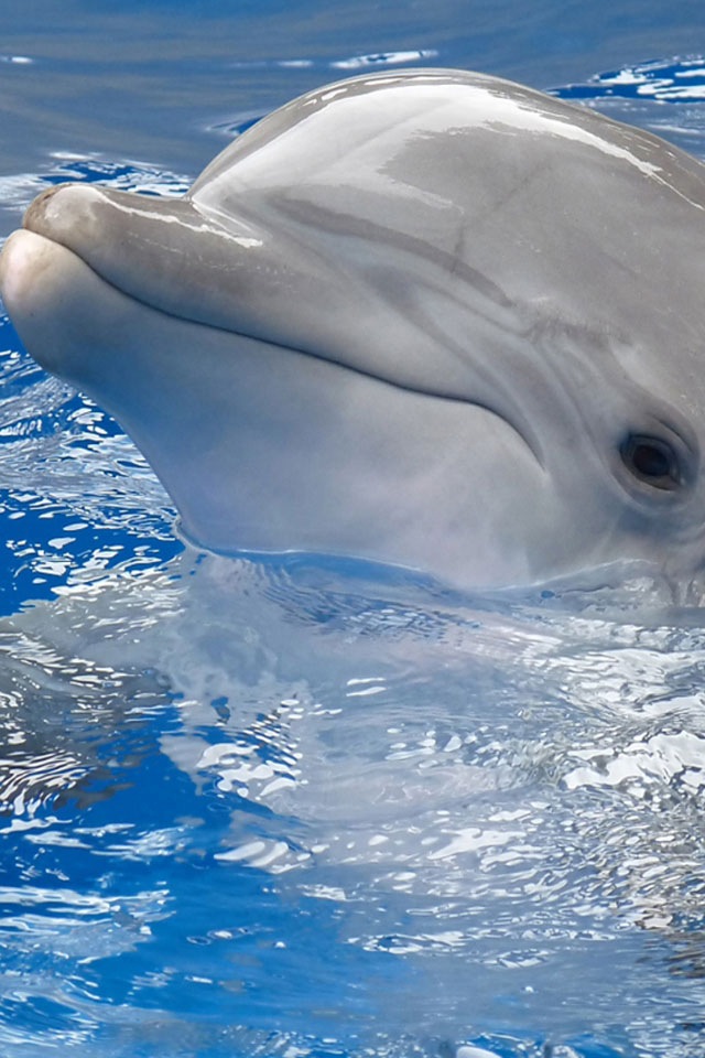 sfondi iphone delfino,delfino,delfino di tursiope comune,delfino comune ...