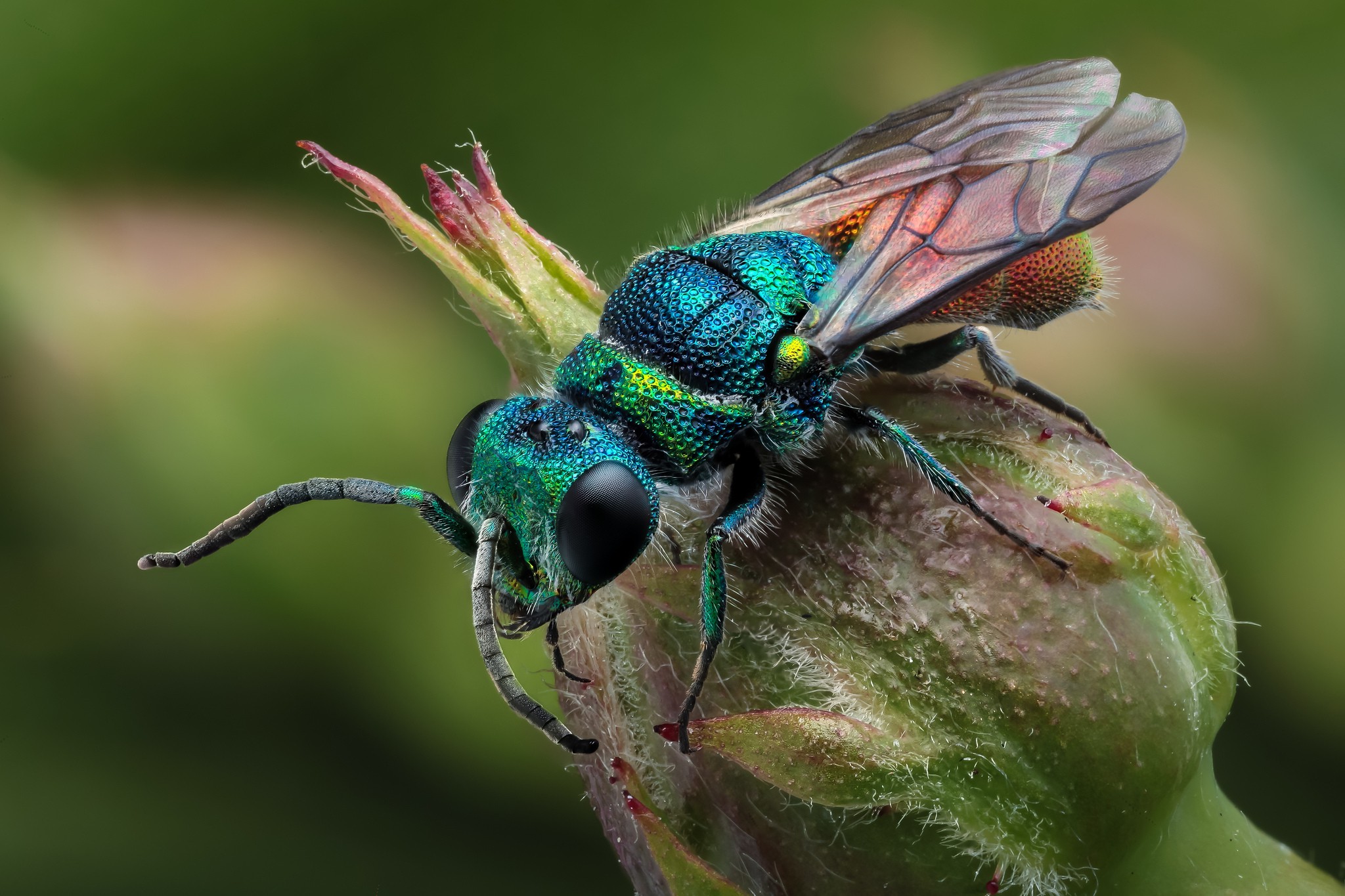 insect wallpaper,insect,invertebrate,cuckoo wasps,macro photography ...