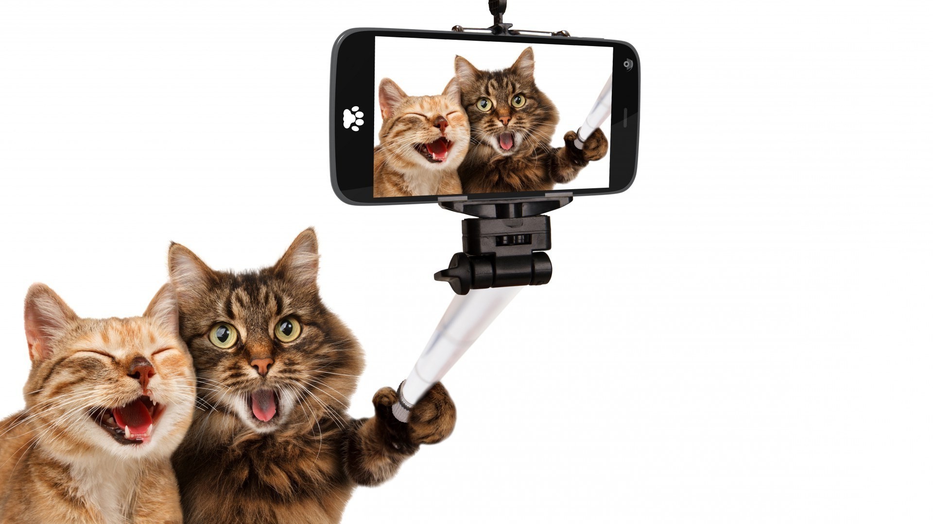 carta da parati selfie,gatto,felidae,gatti di piccola e media taglia ...