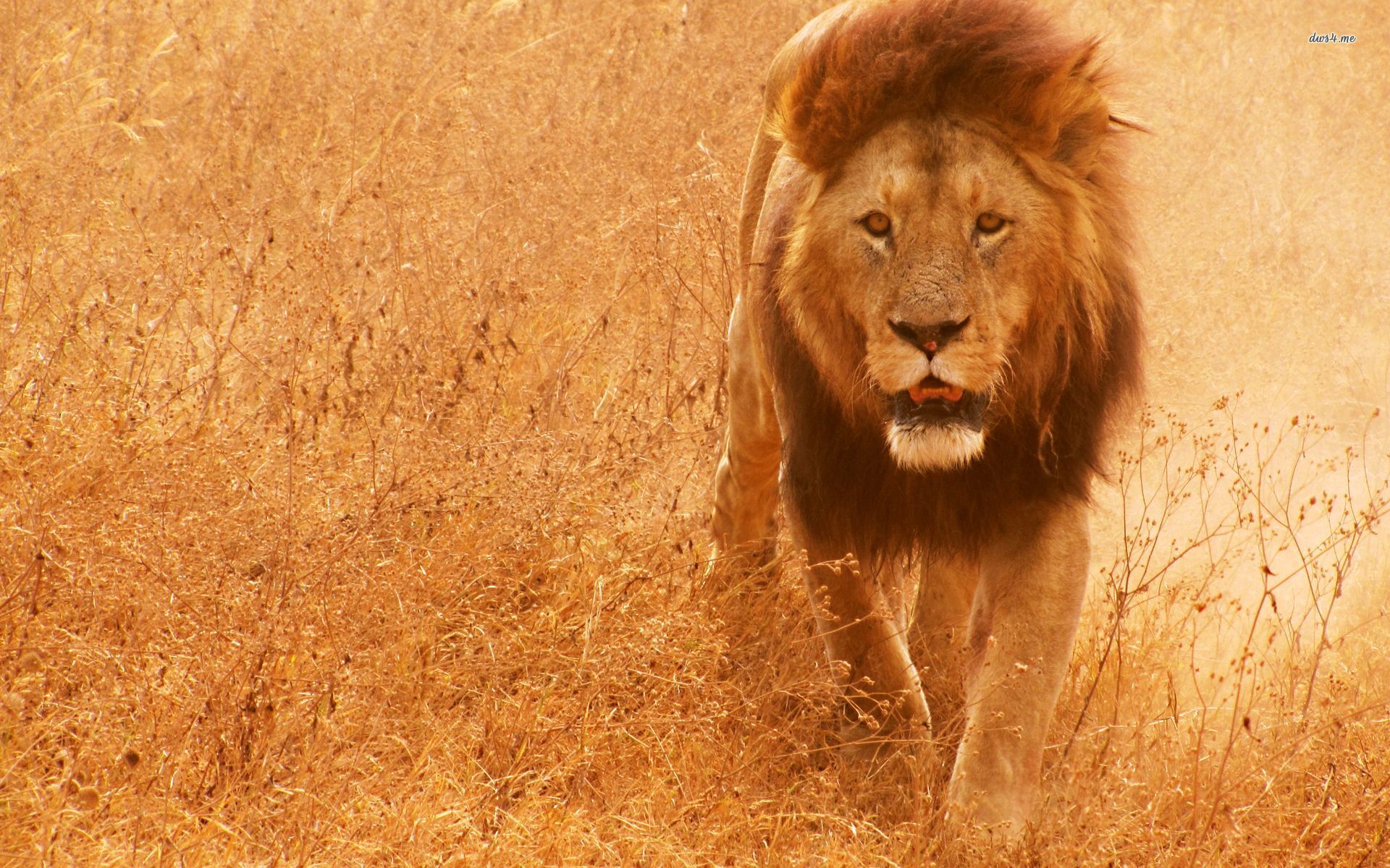 leon hd wallpaper,leone,leone masai,capelli,natura,felidae (#329943 ...