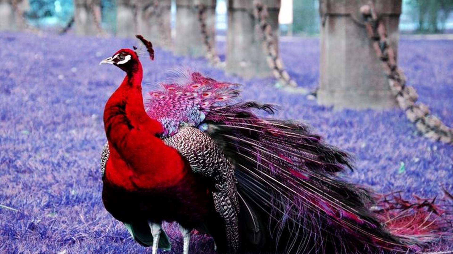 rare wallpaper hd,bird,galliformes,red,purple,peafowl (#333718 ...