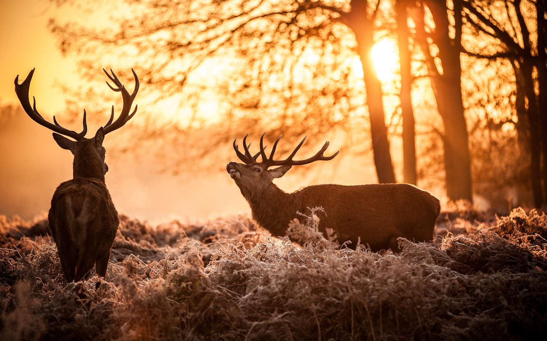 hunting wallpaper hd,wildlife,nature,elk,sky,deer (#335754) - WallpaperUse