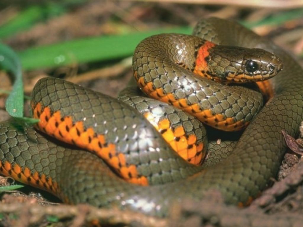 anaconda wallpaper,snake,reptile,serpent,scaled reptile,elapidae ...