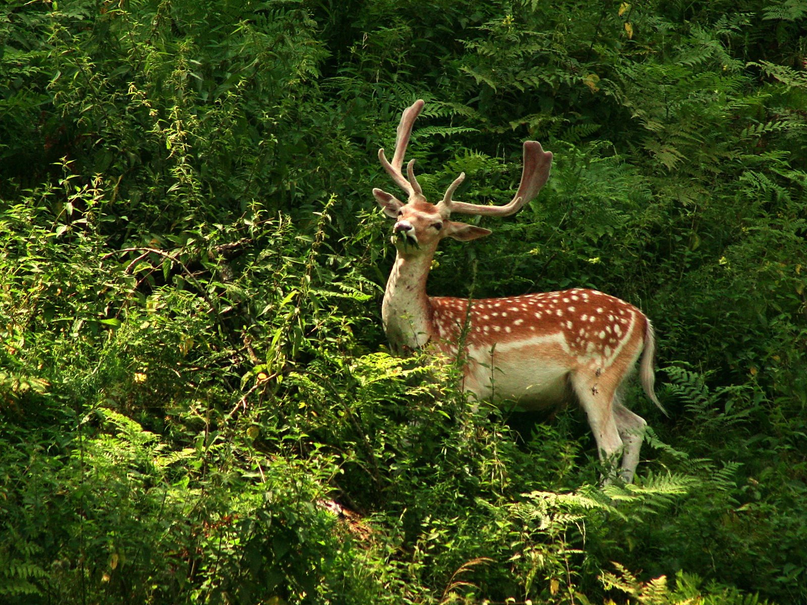 dear wallpapers,wildlife,nature reserve,deer,terrestrial animal ...