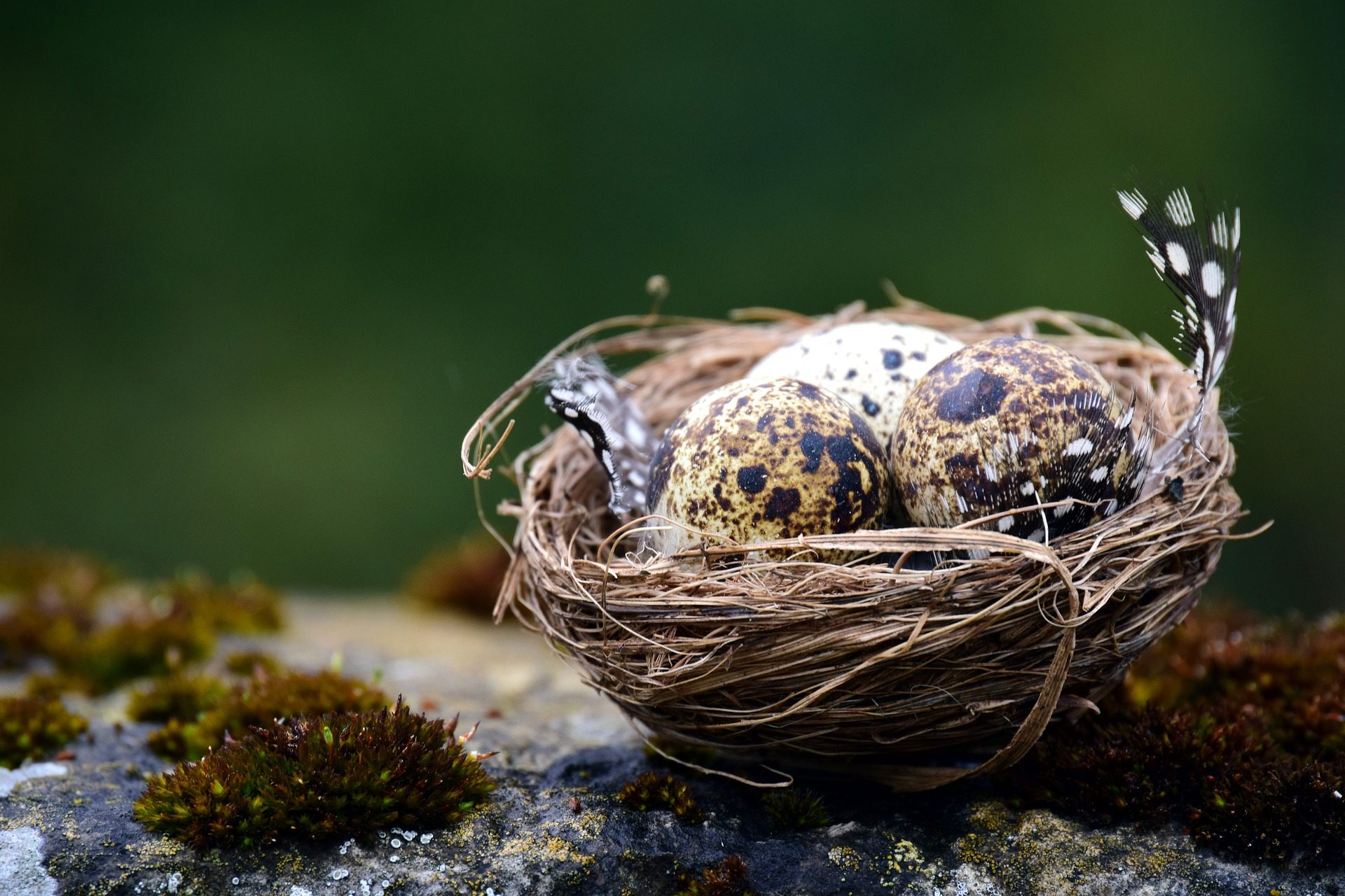 fondo de pantalla de nido,nido,fotografía,fotografía de naturaleza ...
