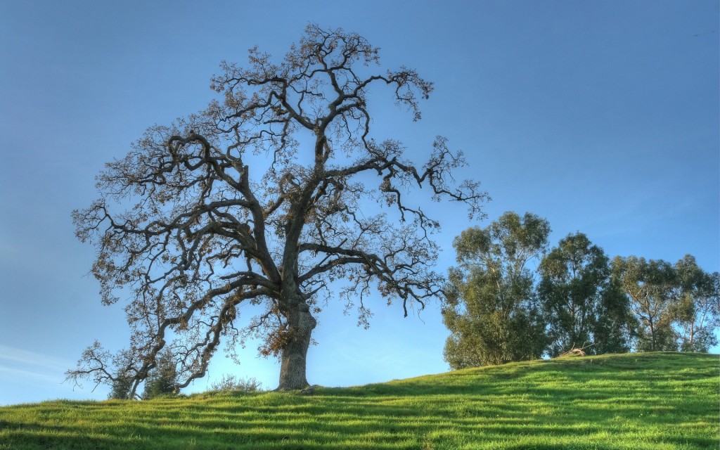carta da parati in rovere,albero,paesaggio naturale,natura,cielo,verde ...