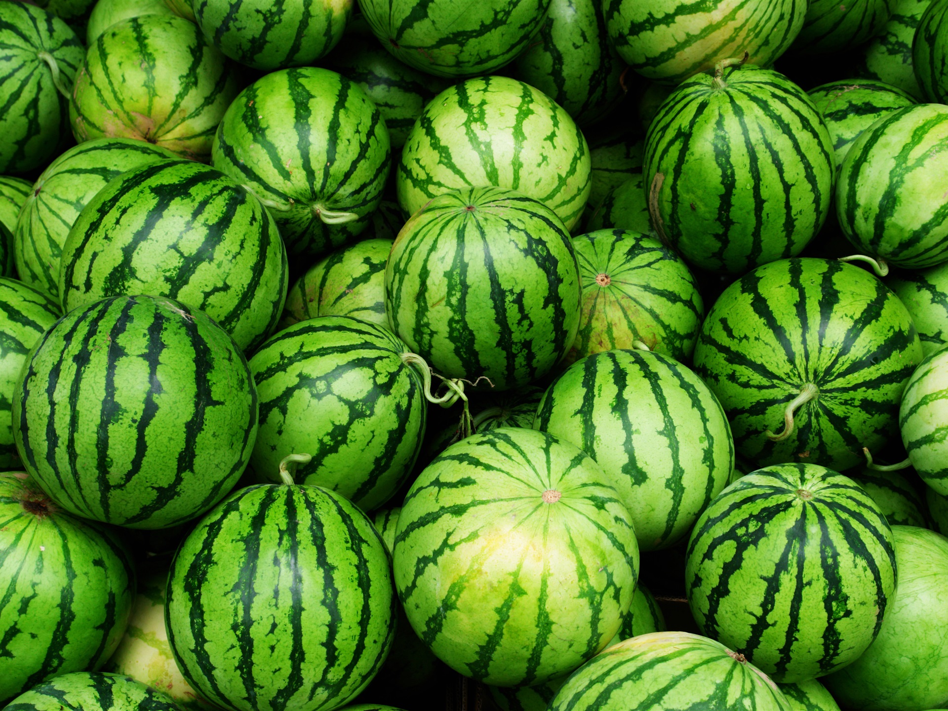carta da parati anguria hd,anguria,melone,verde,cibo locale,cetriolo ...