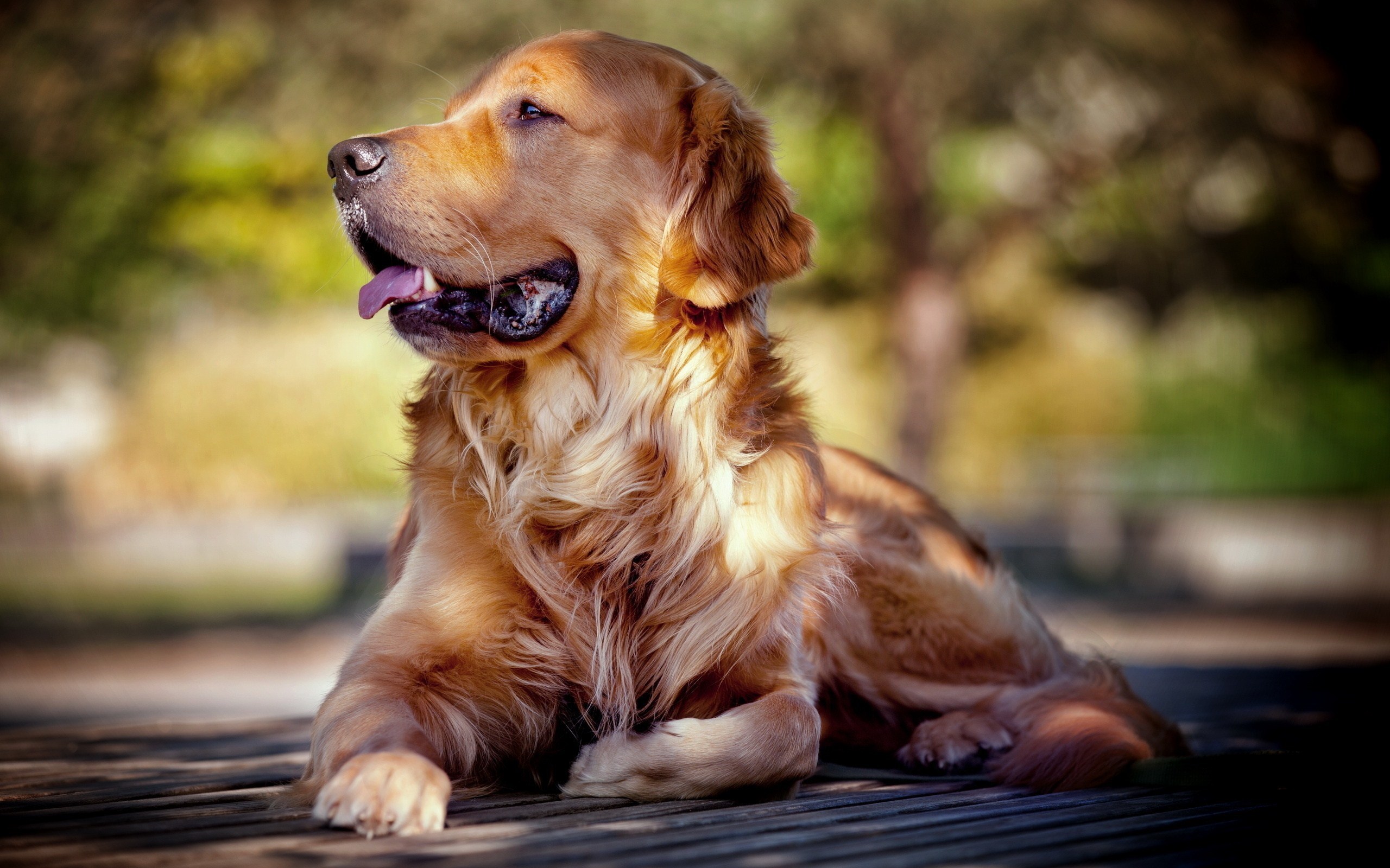 sfondi hd dorati,cane,golden retriever,cane da compagnia,gruppo ...