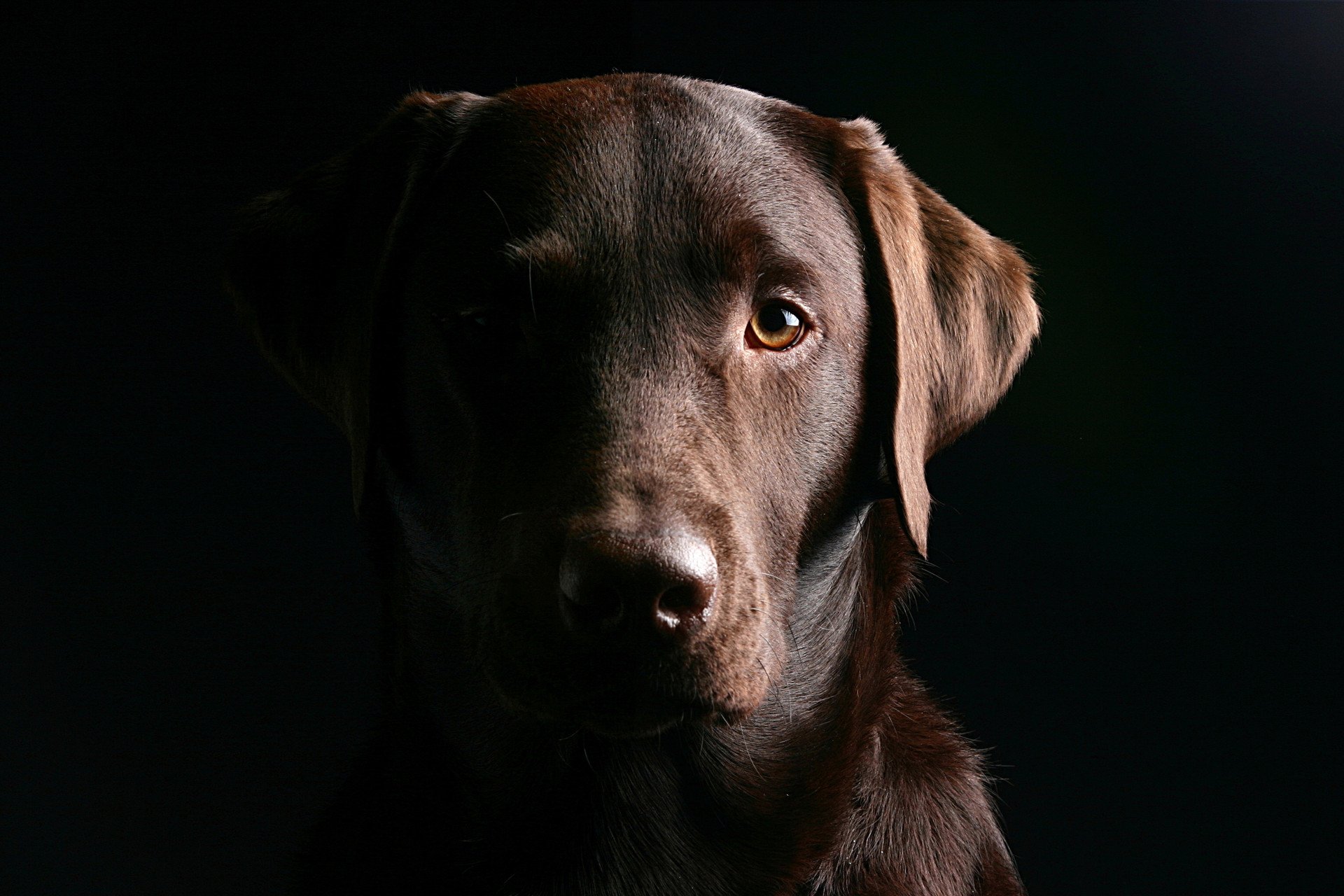 4k, Chocolate Labrador, Darkness, Muzzle, Retriever, - Dog Face In ...
