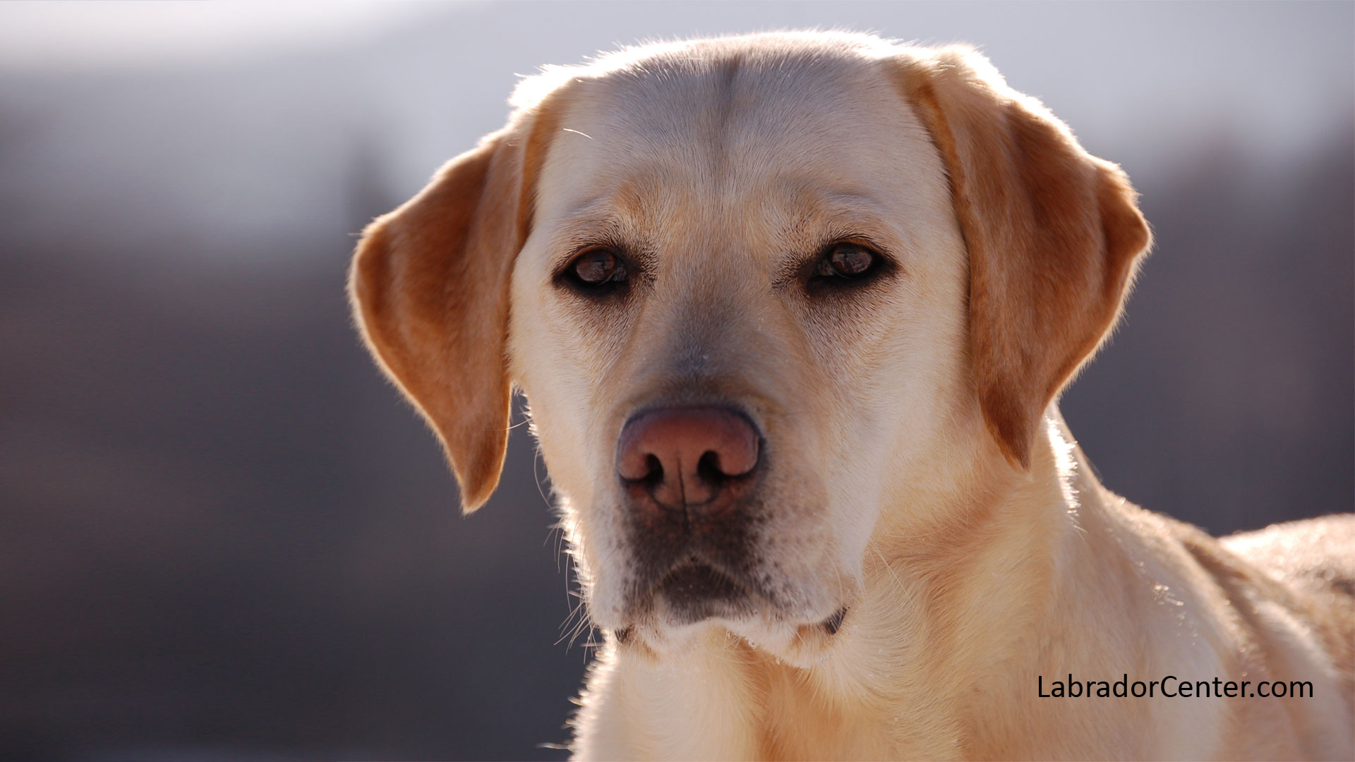 labrador dog images wallpaper,dog,mammal,vertebrate,dog breed,canidae ...