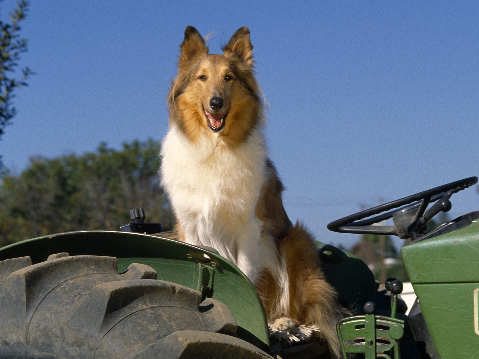 Rough Collie - Tractor Dogs- WallpaperUse
