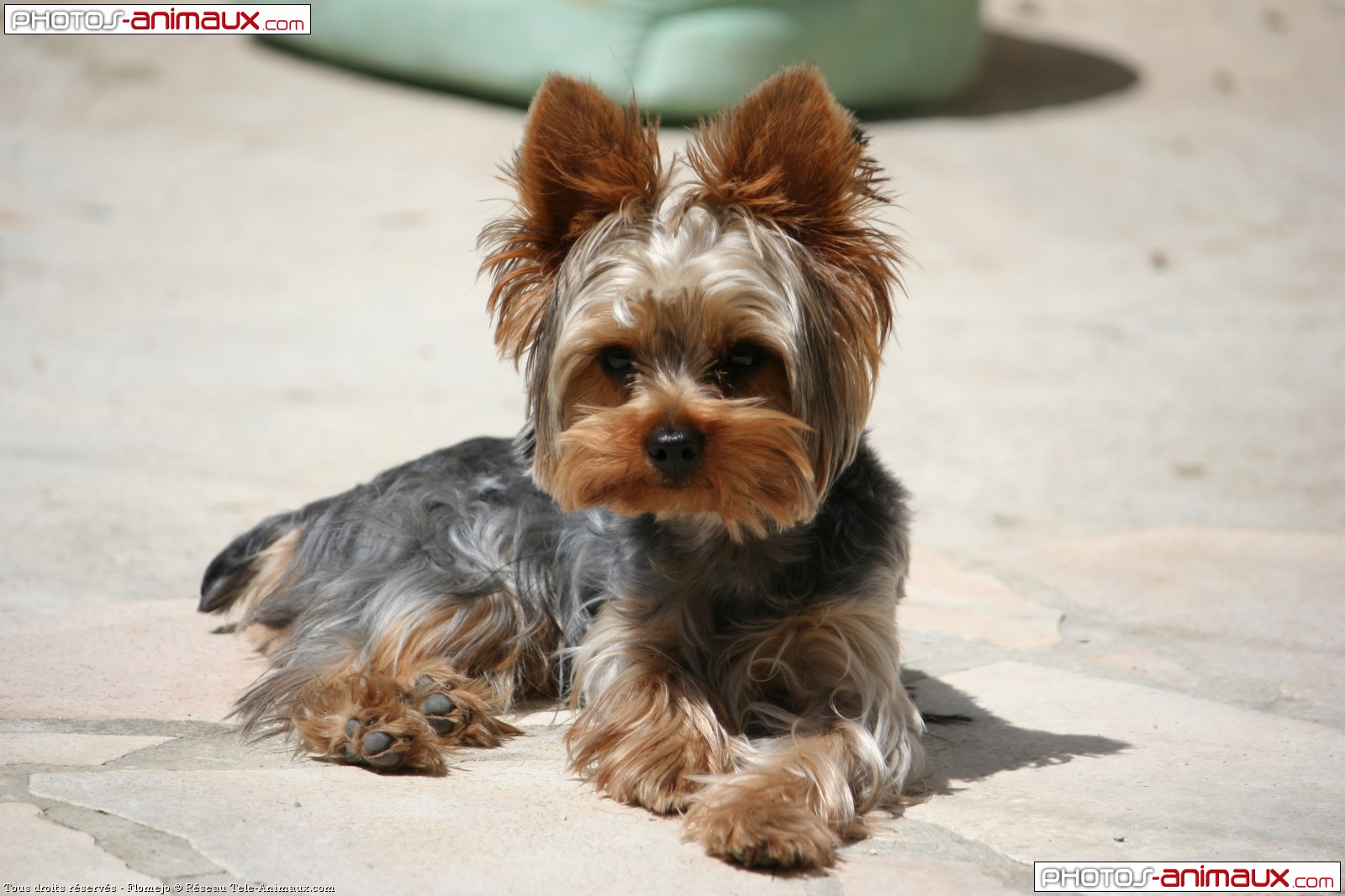 yorkshire terrier wallpaper,cane,yorkshire terrier,terrier,cucciolo ...