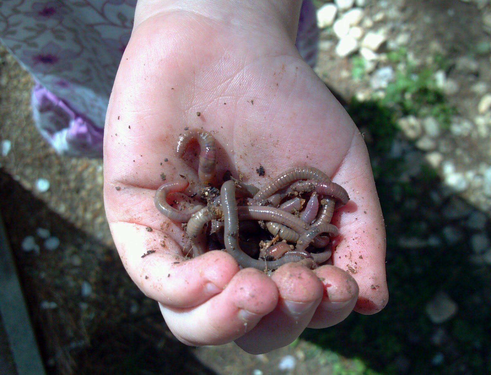 worms wallpaper,soil,hand,worm,ringed worm,finger (#364325) - WallpaperUse