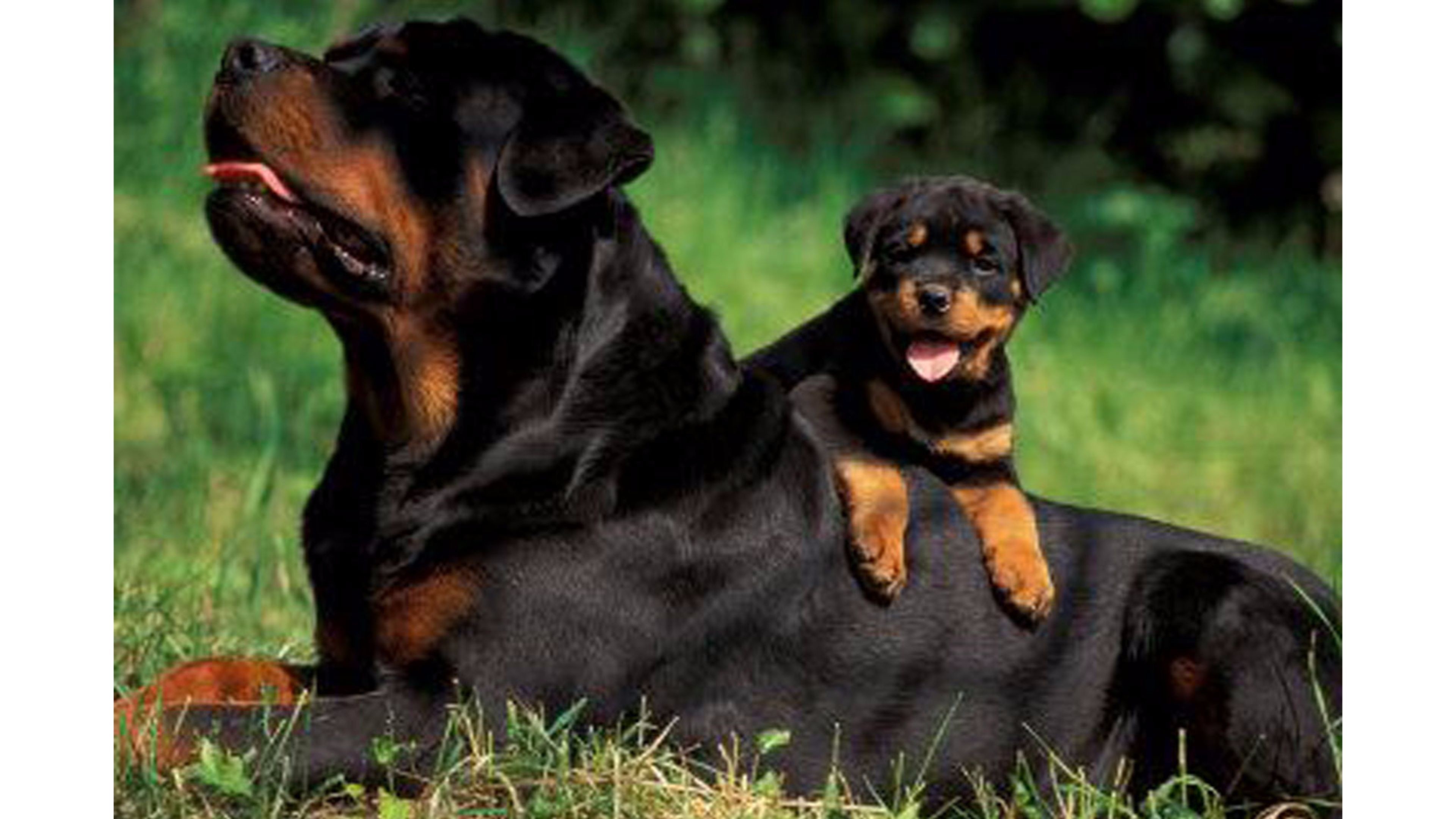 rottweiler dog sfondi hd,cane,rottweiler,segugio austriaco nero e ...