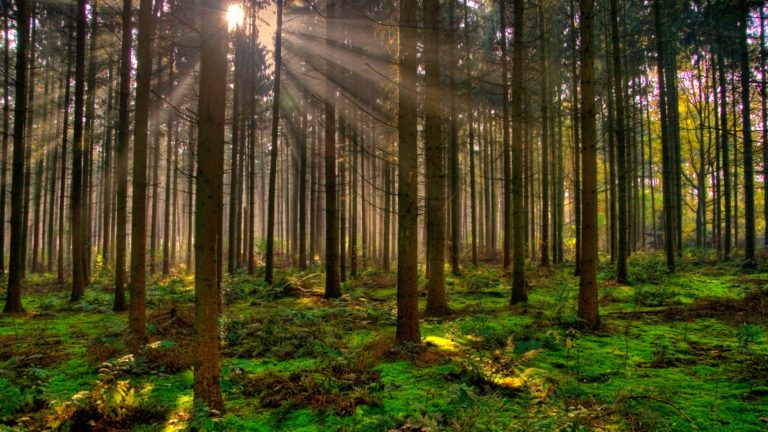 Cool Trees In Forest- WallpaperUse