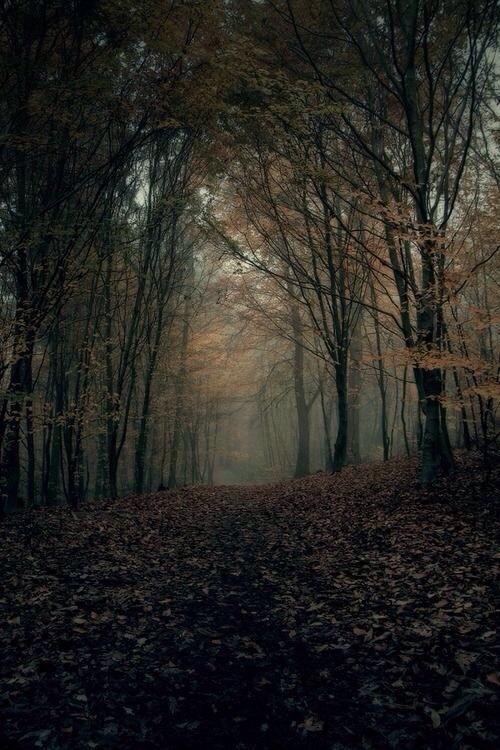 fondos de pantalla de bosque tumblr,paisaje natural,naturaleza,árbol ...