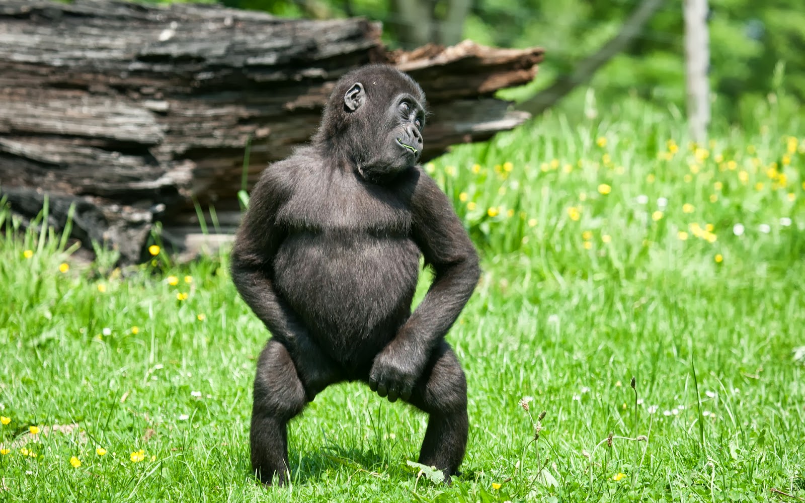 Funny Monkey Dancing- WallpaperUse