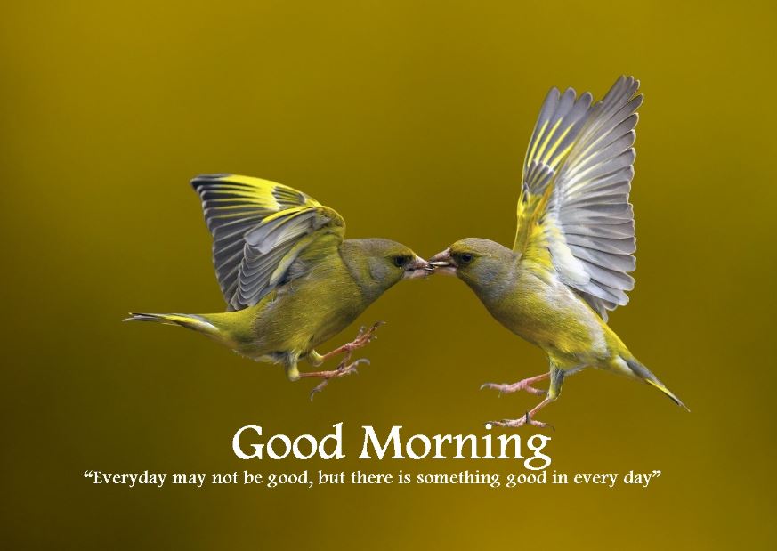 Cute Good Morning Images With Birds Free Download Good - Small Bird In ...