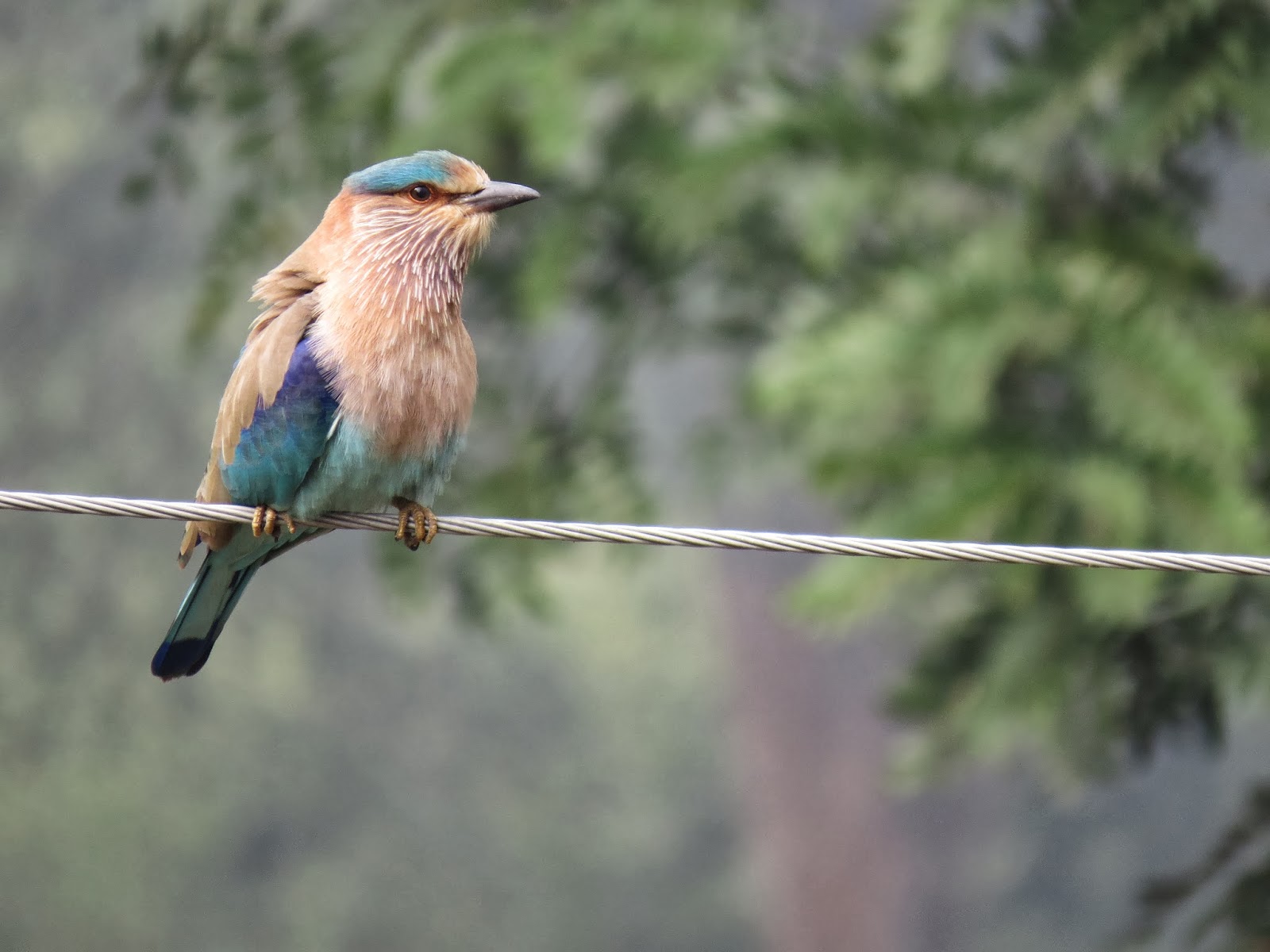 Neelkanth Bird Wallpaper - Roller- WallpaperUse