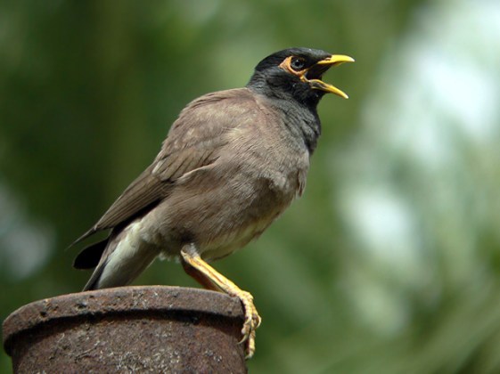 neelkanth bird wallpaper,bird,acridotheres,vertebrate,common myna,beak ...