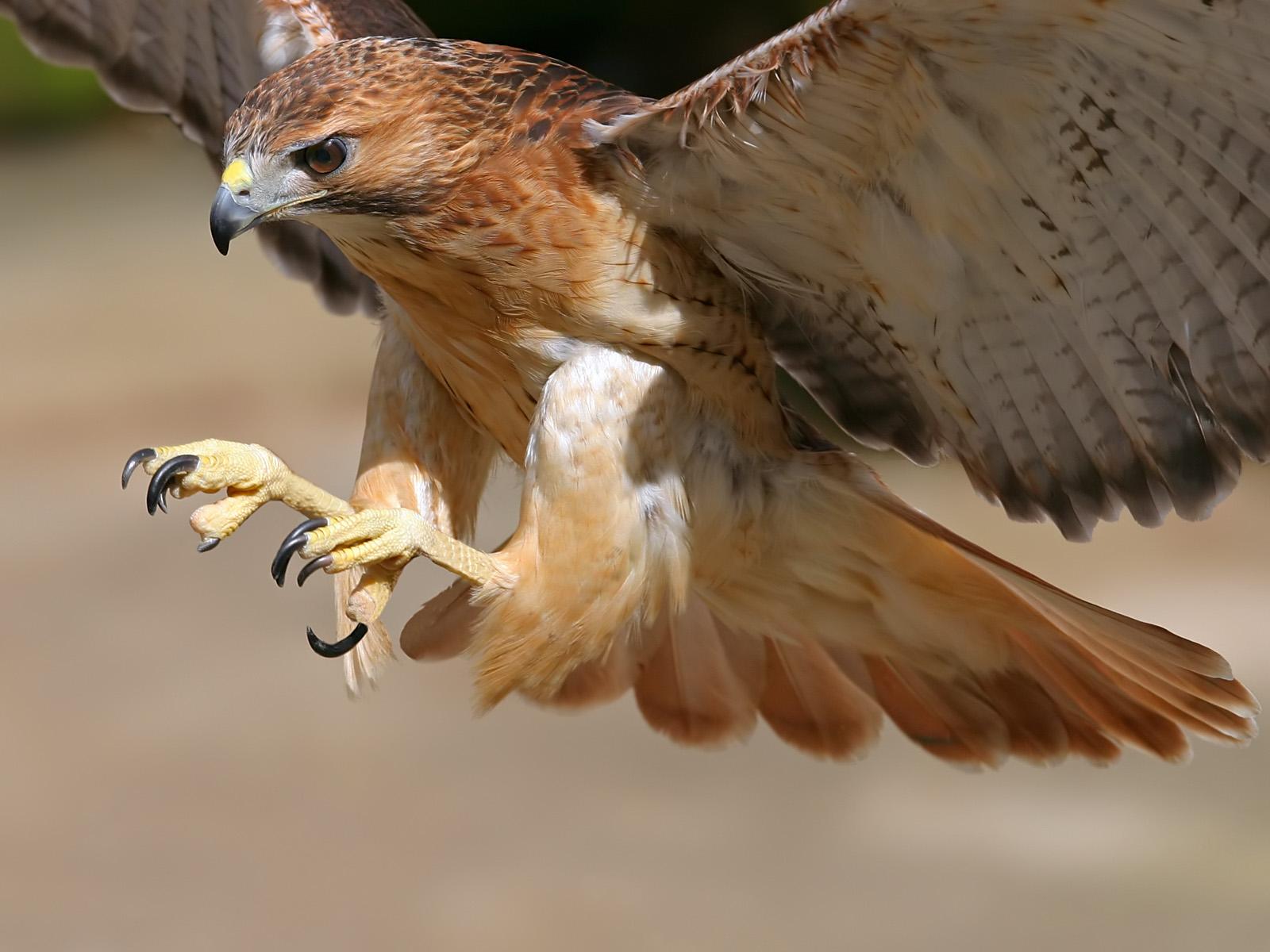 Flying Bird Wallpaper For Desktop - Red Tailed Hawk Talons- WallpaperUse