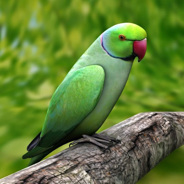 indian parrot wallpaper,bird,vertebrate,parakeet,parrot,beak (#370704 ...