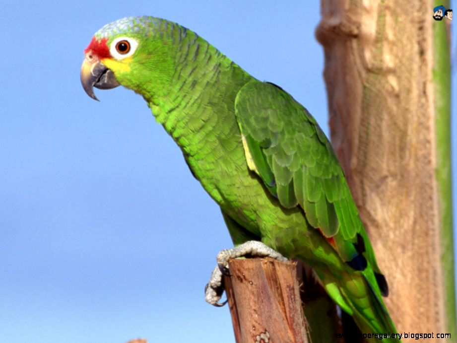 fondo de pantalla de loro indio,pájaro,loro,perico,periquito,guacamayo ...