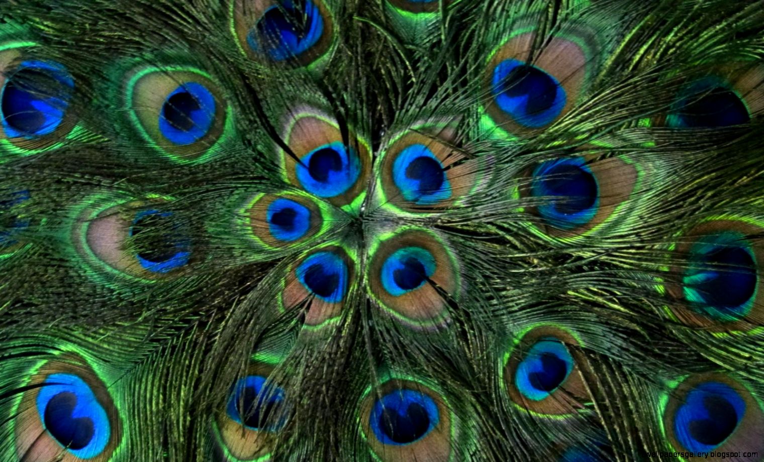 pavone carta da parati 3d,piuma,pavone,blu cobalto,blu elettrico,arte ...