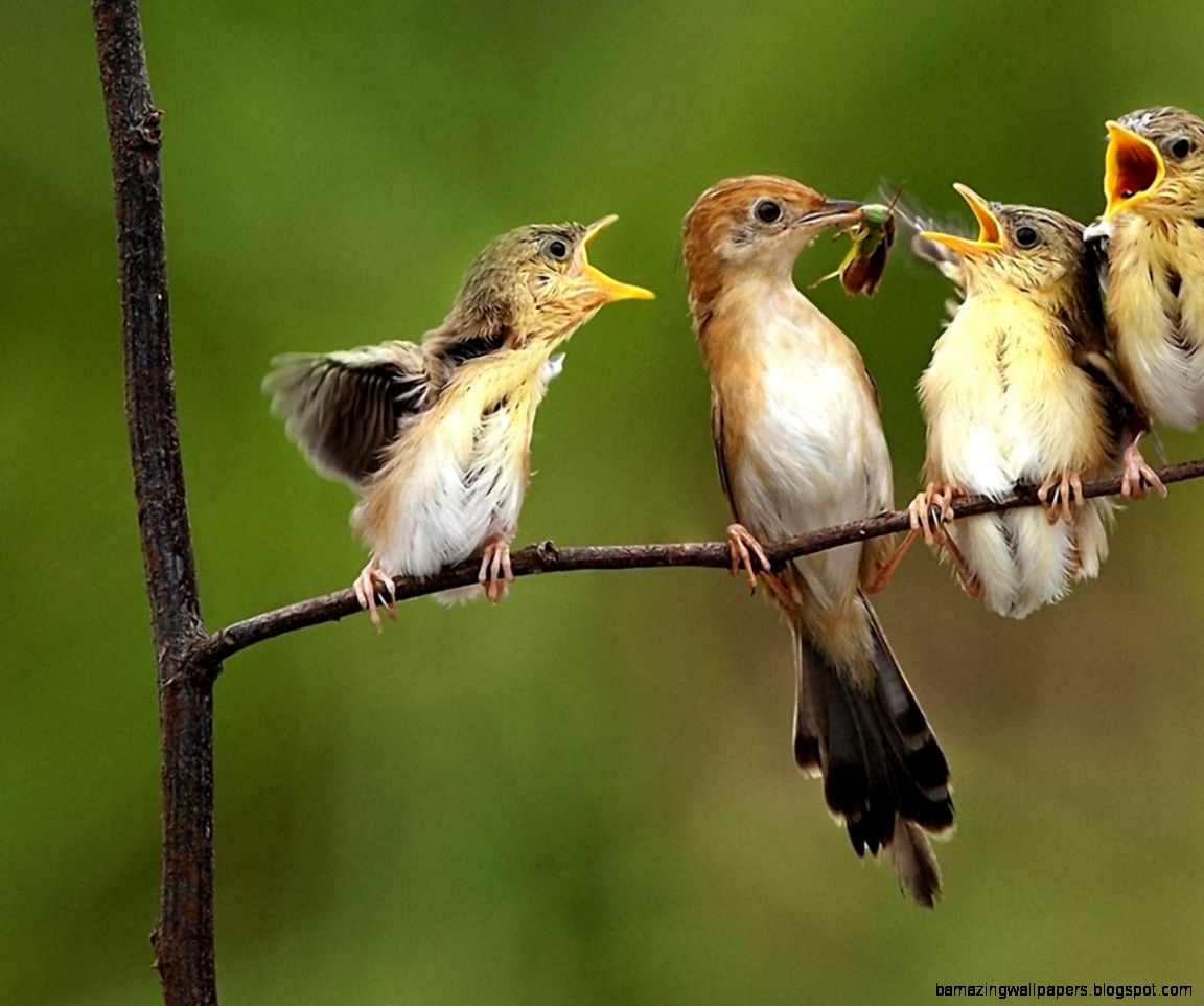 Wallpapers Nature Birds Fight Fish Friends Dinner Wallpaper - Animal ...