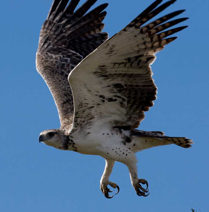 Nice Beautiful Big Bird Flying- WallpaperUse