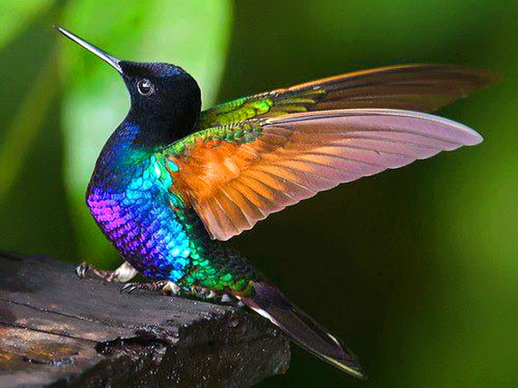 Colorful Hummingbirds Wallpaper - Colorful Animal Photography- WallpaperUse