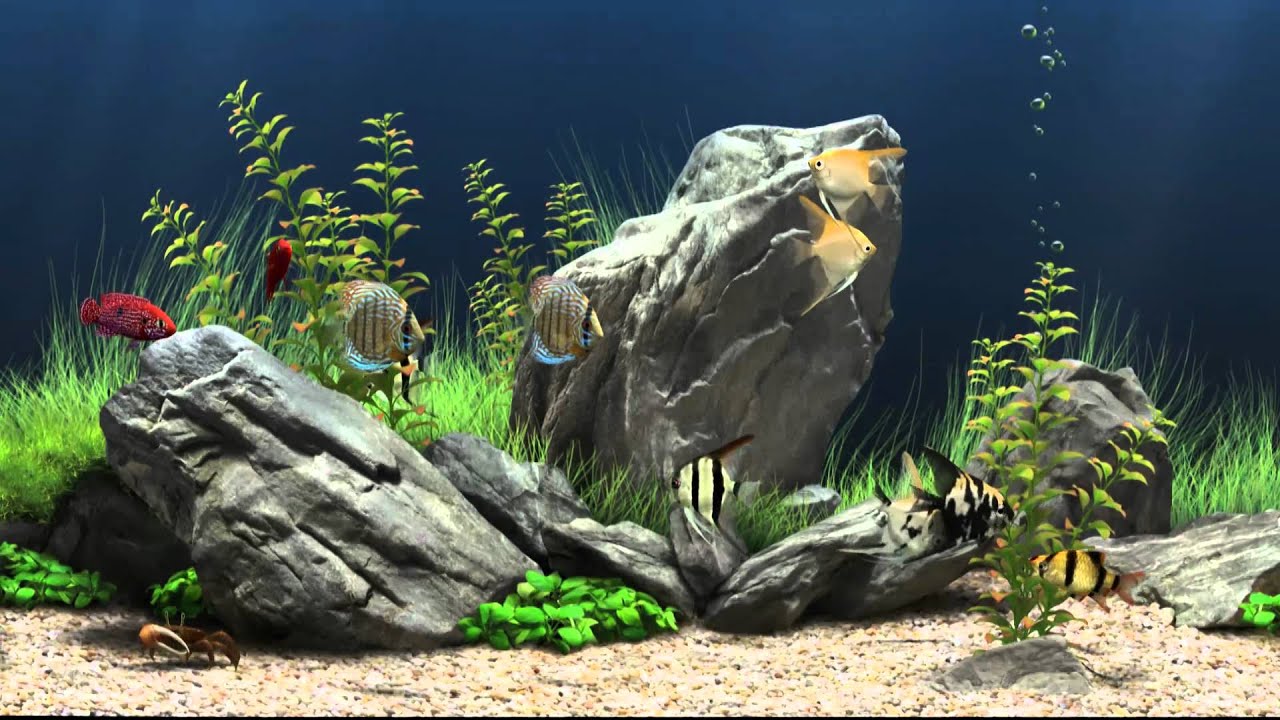 Virtual Fish Tank- WallpaperUse