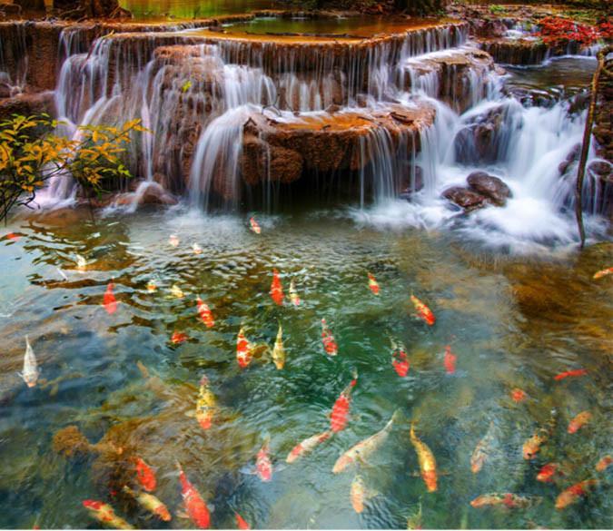 fish pond wallpaper,body of water,water resources,natural landscape ...