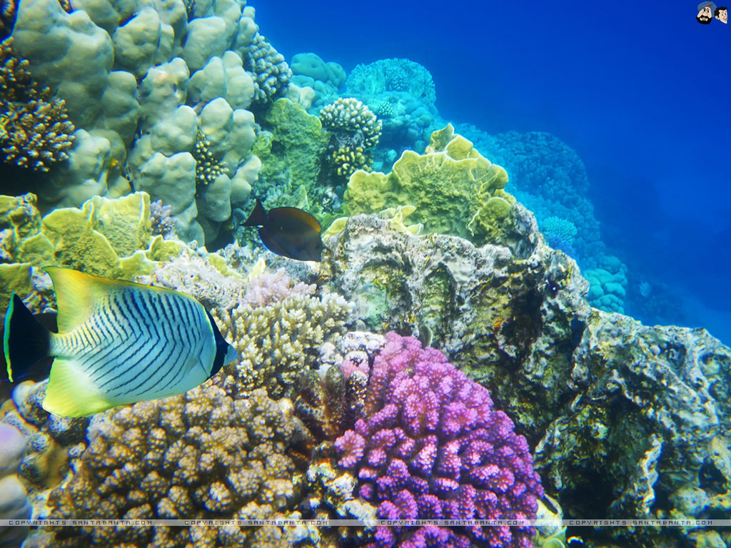 aquatic wallpaper,reef,coral reef,coral,stony coral,natural environment ...