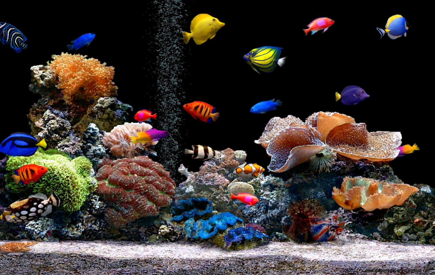 Animated Fish Tank Desktop - Fish Tank Zoom Background- WallpaperUse